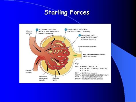 Glomerular Filtration Factors Affecting Gfr A A J