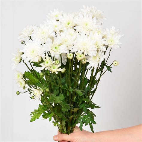 סוחר אחות מוניקה חרציות לבנות Bc הסכם רעידת אדמה