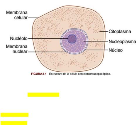Nucleoplasma Estructura Histoweb Nucleoplasma Estructura Histoweb