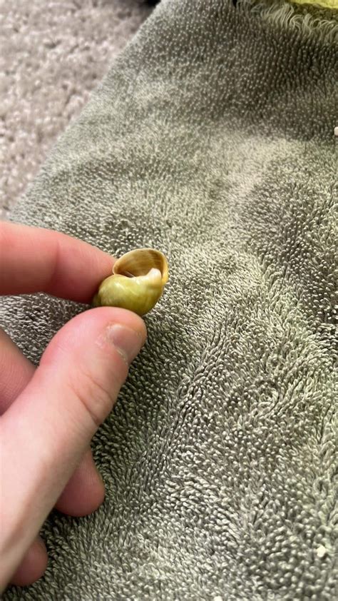 Nassarius Snail Out Of Shell Rsaltwateraquariumclub