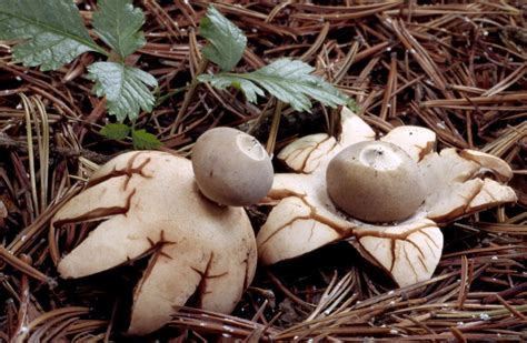Puffball Mushroom Identification