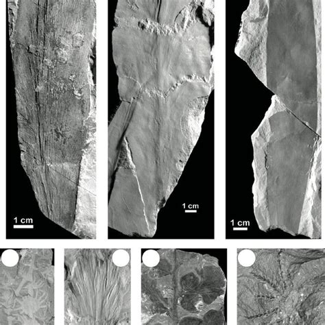 Selected Plant Taxa Of The Botrychiopsis Plantiana Assemblage Zone A Download Scientific