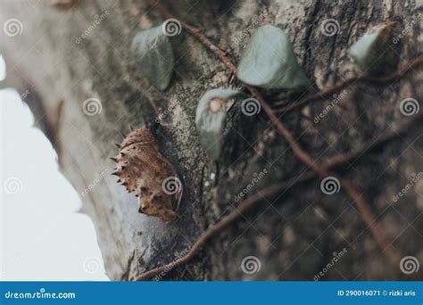 A Brown Cocoon And The Exoskeleton Of A Woolly Bear Caterpillar Royalty Free Stock Image