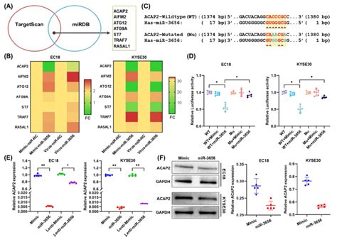 mir 3656 directly targets acap2 and represses its expression a venn