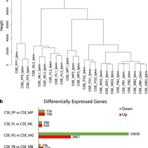 the sample clustering and degs in rna seq a hierarchical clustering