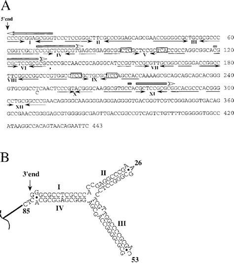 A Nucleotide Sequence Of The Left End Of Psla2 L The Nucleotide Download Scientific Diagram