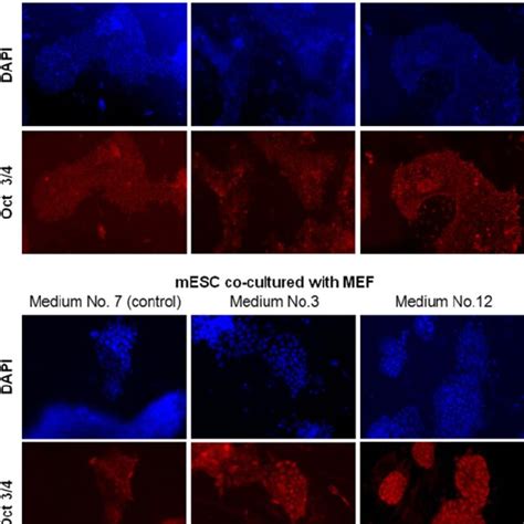 Light Microscopic Pictures Of Mesc Cultures Maintained In Different Download Scientific Diagram