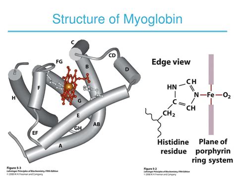 Ppt Chapter 5 Function Of Globular Proteins Powerpoint Presentation Free Download Id 591912