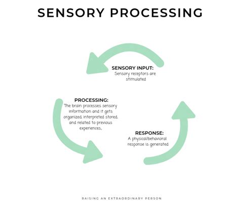 Sensory Modulation Vs Sensory Processing At Liam Hinkler Blog