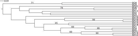 Figure 1 From Morpho Molecular Diversity Of Bipolaris Oryzae Causing Brown Spot Of Paddy