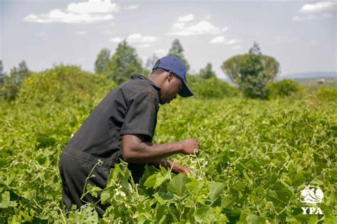 Youth Platform Africa On Linkedin Mucuna Grass Is A Leguminous Plant