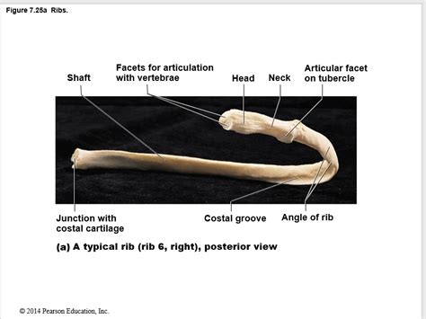 Rib Typical Rib Rib 6 Right Posterior View Diagram Quizlet