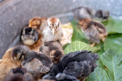 Chick Care Tips Az Chickens