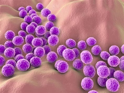 Meet The Pathogen Staphylococcus Aureus Staph Ul Solutions