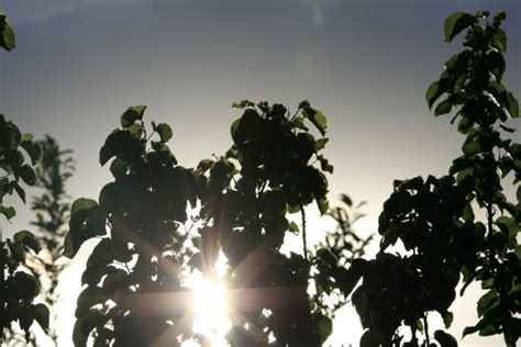 Trees Against The Sun Free Stock Photo Public Domain Pictures