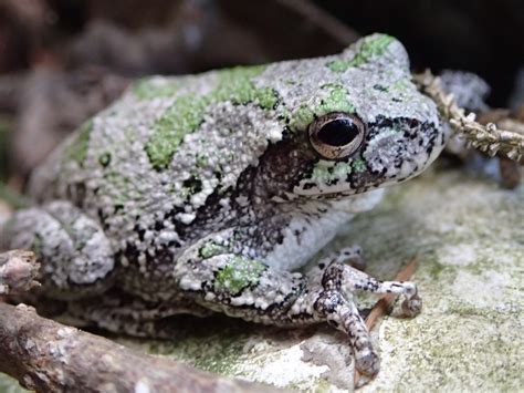 Gray Treefrog Friends Of Horicon Marsh