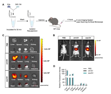 In Vivo Distribution Of Muscle Derived Evs In Wt Mice A Illustration Download Scientific