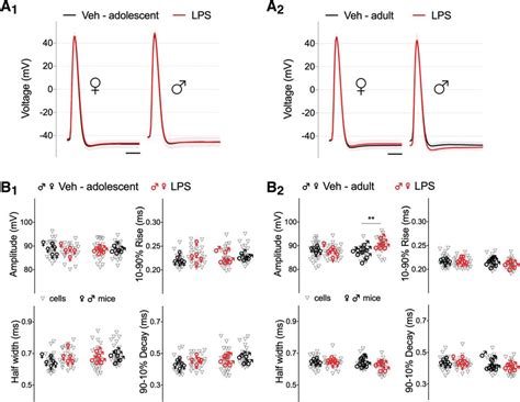 Early Life Inflammation Increases Ca1 Pyramidal Neuron Excitability In