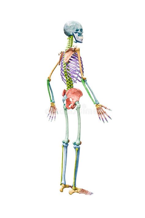 How To Draw Human Skeleton Diagram