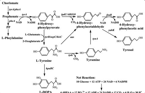 Biosynthetic Pathway Of 4 Hydroxyphenylacetic Acid 4hpaa Tyraphea