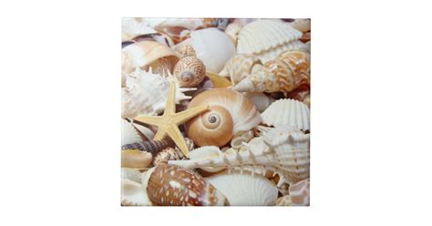 Seashells Ceramic Tile Zazzle