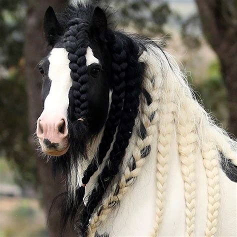 Split Grb Of Royal Gypsy Ranch Brazil Split Grb Of Royal Gypsy Ranch Brazil