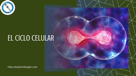 Reproduccion Celular En 2020 Lecciones De Biologa Genetik En 2020