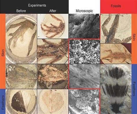 Creating Synthetic Fossils In The Lab Sheds Light On Fossilization