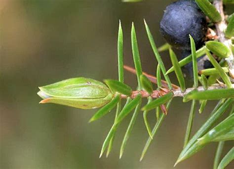Catalogue Of Organisms Juniper Gall Midges