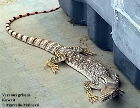 Varanus Griseus The Reptile Database