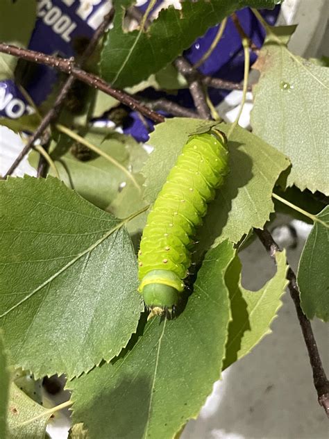 Please Help I Found This Luna Moth Caterpillar And It Appeared He Lost