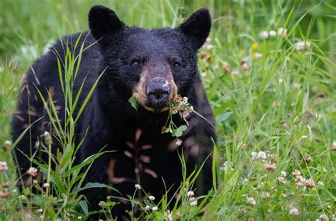 10 Owl Predators What Eats An Owl A Complete List