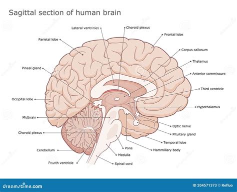 sagittal section of the brain stock vector illustration of sagittal
