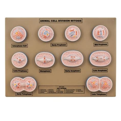 Animal Cell Division Mitosis Model Mini Westlab