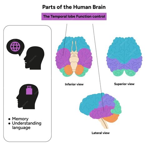 Premium Vector Parts Of Human Brain Anatomy With Colored Parts