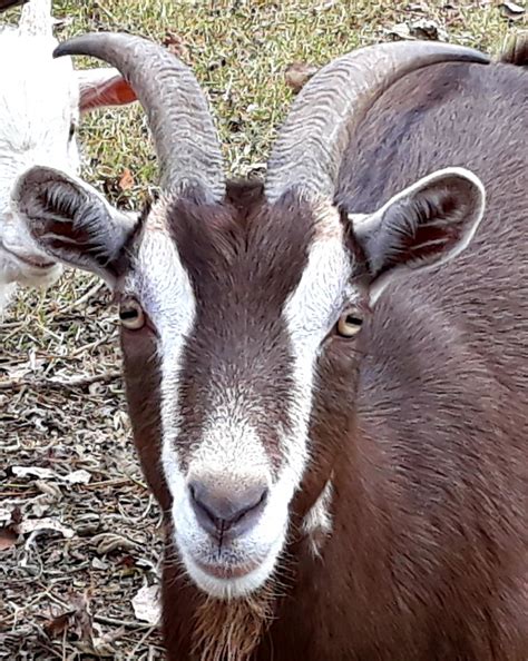 Faccia Da Capretta Zoom Giornale Di Brescia