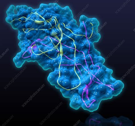 Human Chorionic Gonadotropin Molecule Stock Image F0315974 Science Photo Library