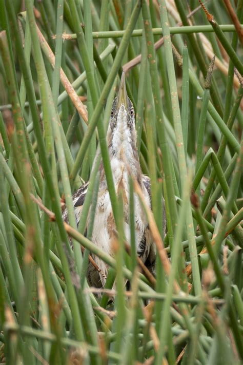 Australasian Bittern Returns To Restored Tasmanian Wetlands