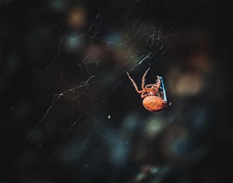 Premium Photo Orange Spider On The Web