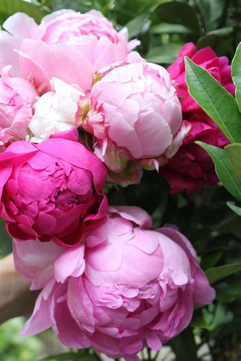 Peony Flower Wallpaper Hd