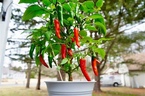How Long Do Peppers Take To Grow Time For Each Variety