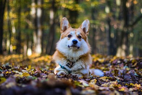 Autumn Forest Corgi — 5k Ultra Hd Wallpaper 6000x4000 Wallpaper Abyss