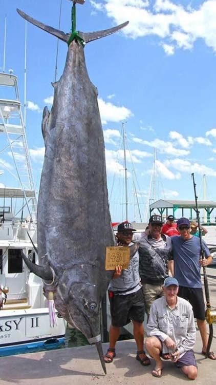 Largest Marlin Ever Caught