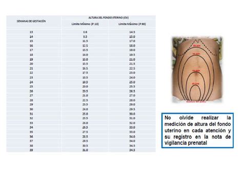 Altura De Fondo Uterino Valores Normales Pdf