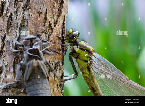 Larval Dragonfly Grey Shell Nymphal Exuvia Of Gomphus Vulgatissimus