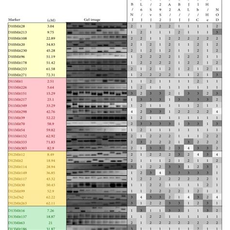 Pdf Validation Of Simple Sequence Length Polymorphism Regions Of Commonly Used Mouse Strains