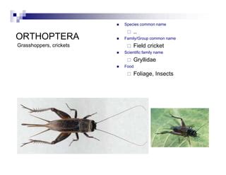 Orthopterapdf