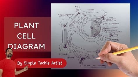 Plant Cell Diagram Easy Drawing Drawing The Plant Cell A Step By