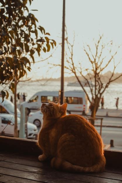 Premium Photo A Cat At Sunset