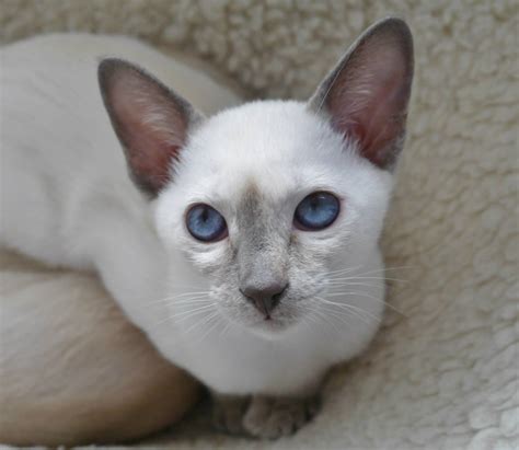 Lilyput Tonkinese Breeding Queens